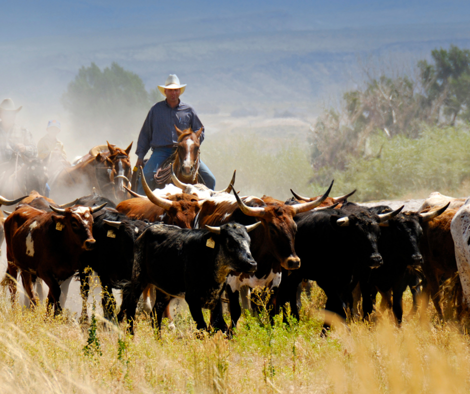 Cattle Drives – High Country Trails